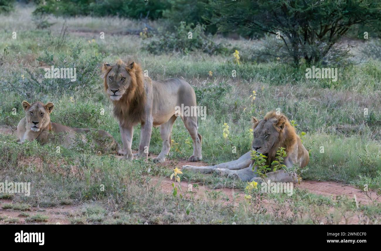 Lions captured in wildest africa hi-res stock photography and images ...