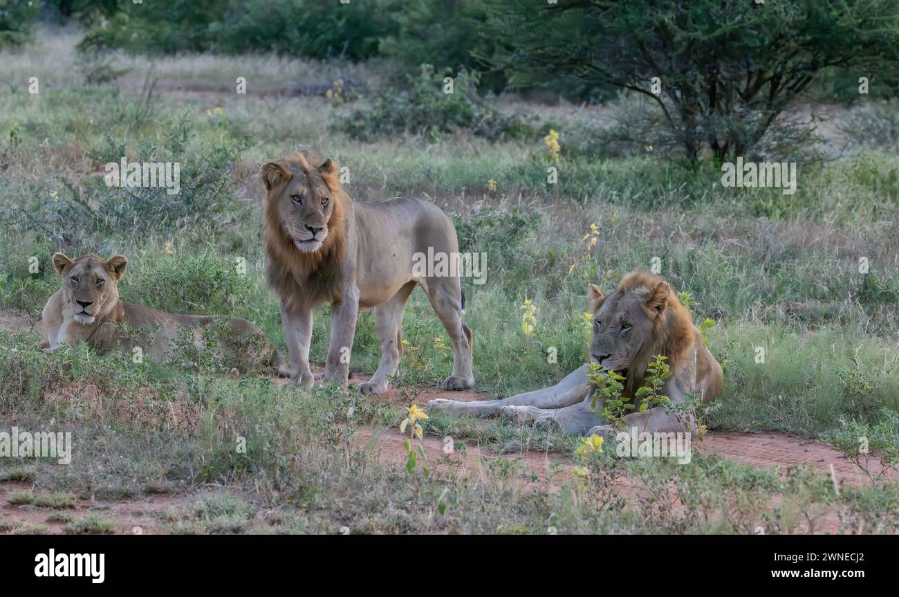 Lions captured in wildest africa hi-res stock photography and images ...
