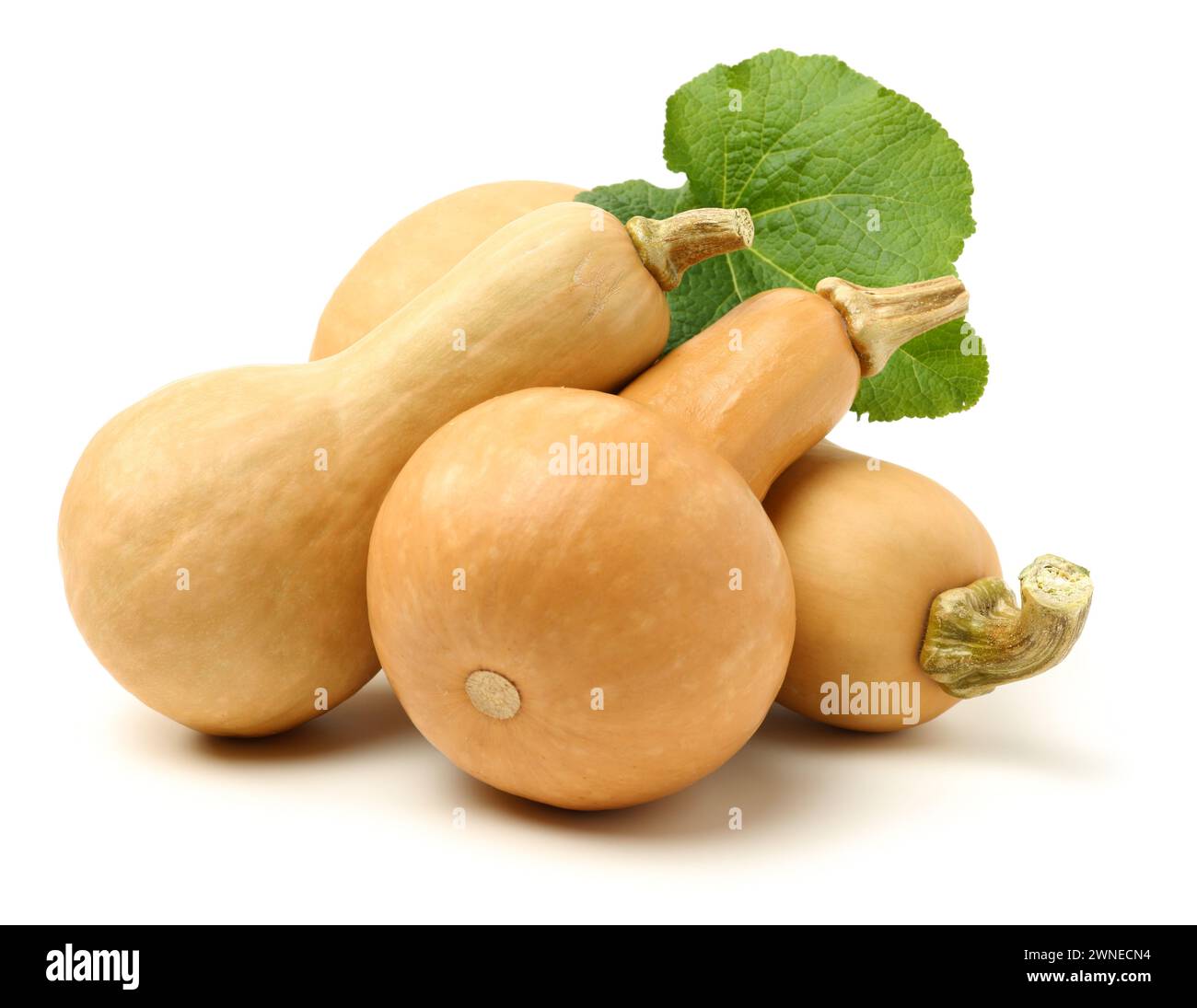 butternut squash isolated on white background Stock Photo - Alamy