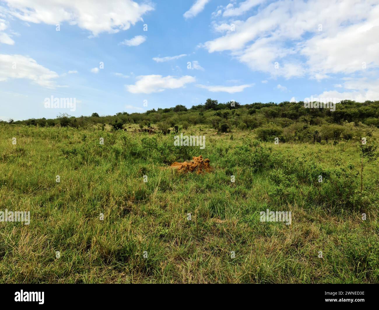 Typical savannah landscape in the heart of Africa during the rainy ...