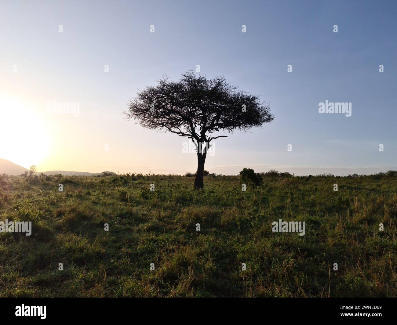 Typical African trees in the savannah of the Masai Mara Park in Kenya ...