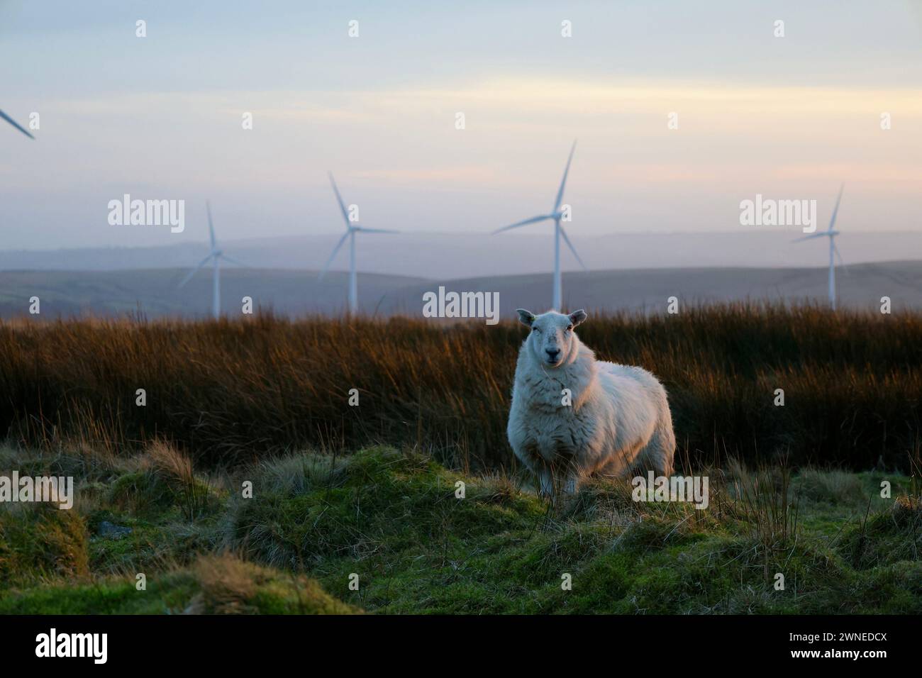 Wind autumn uk sheep hi-res stock photography and images - Alamy