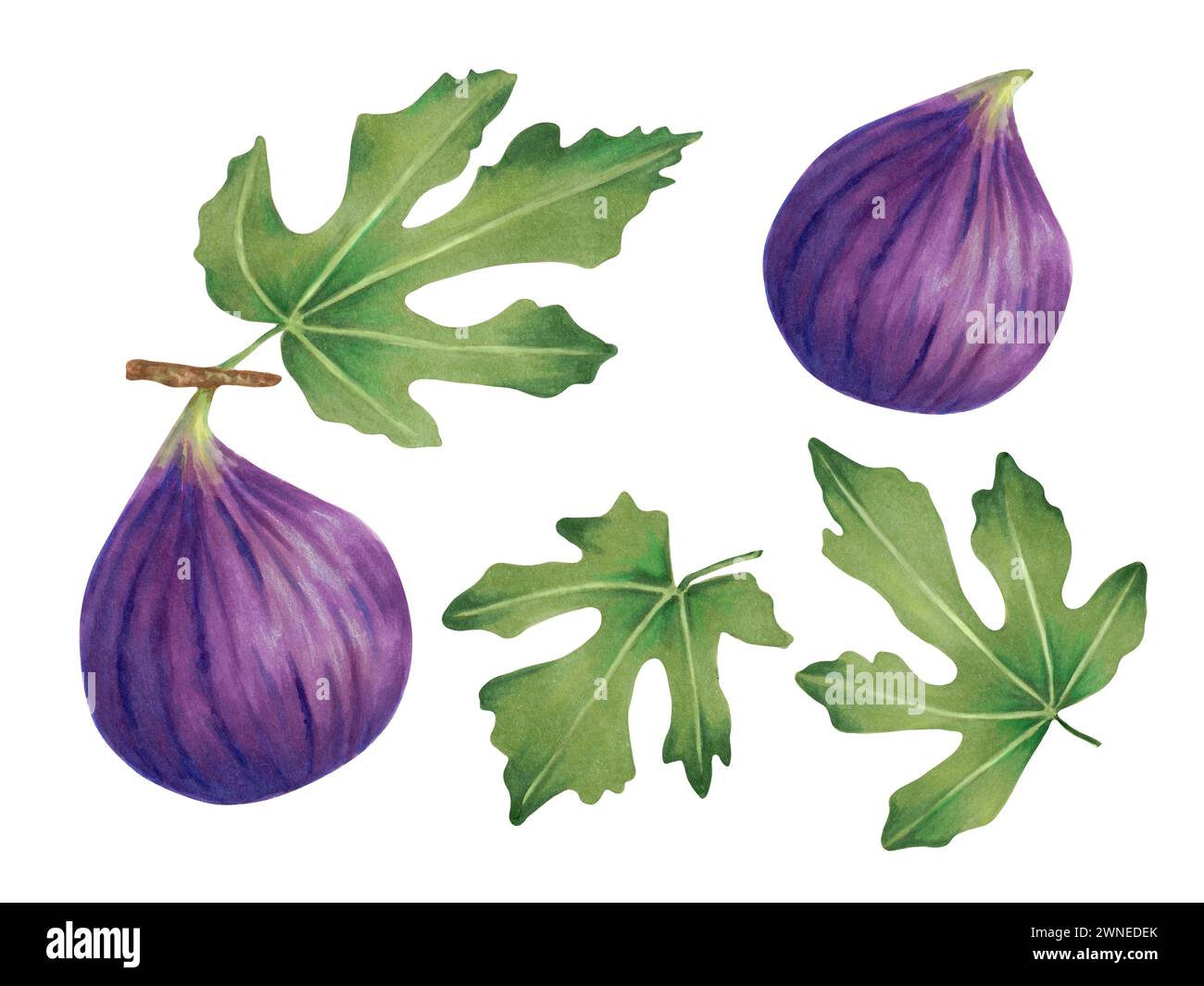 Botanical art fig hi-res stock photography and images - Alamy