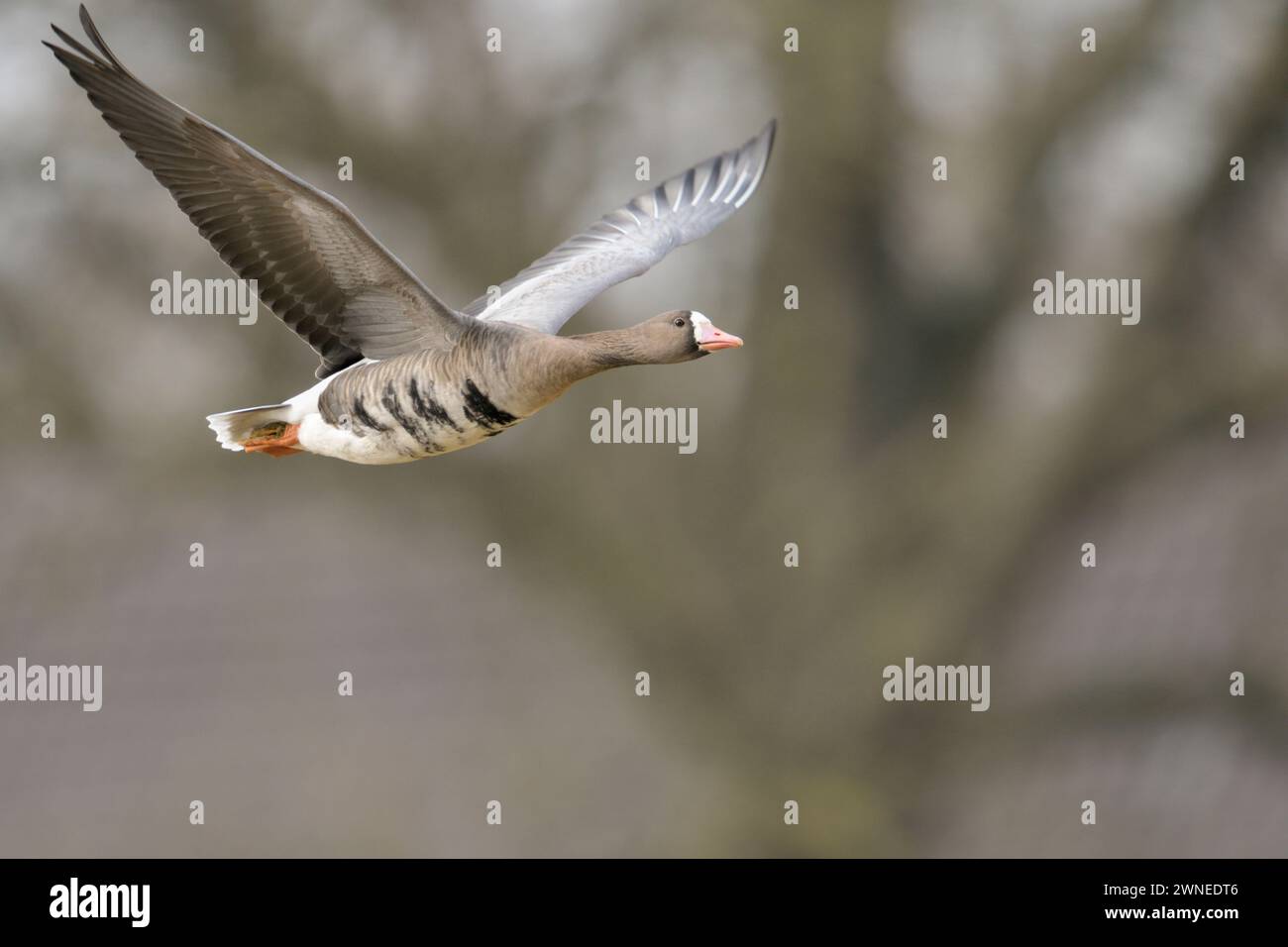 White-fronted Goose ( Anser albifrons ), in flight, flying in front of ...