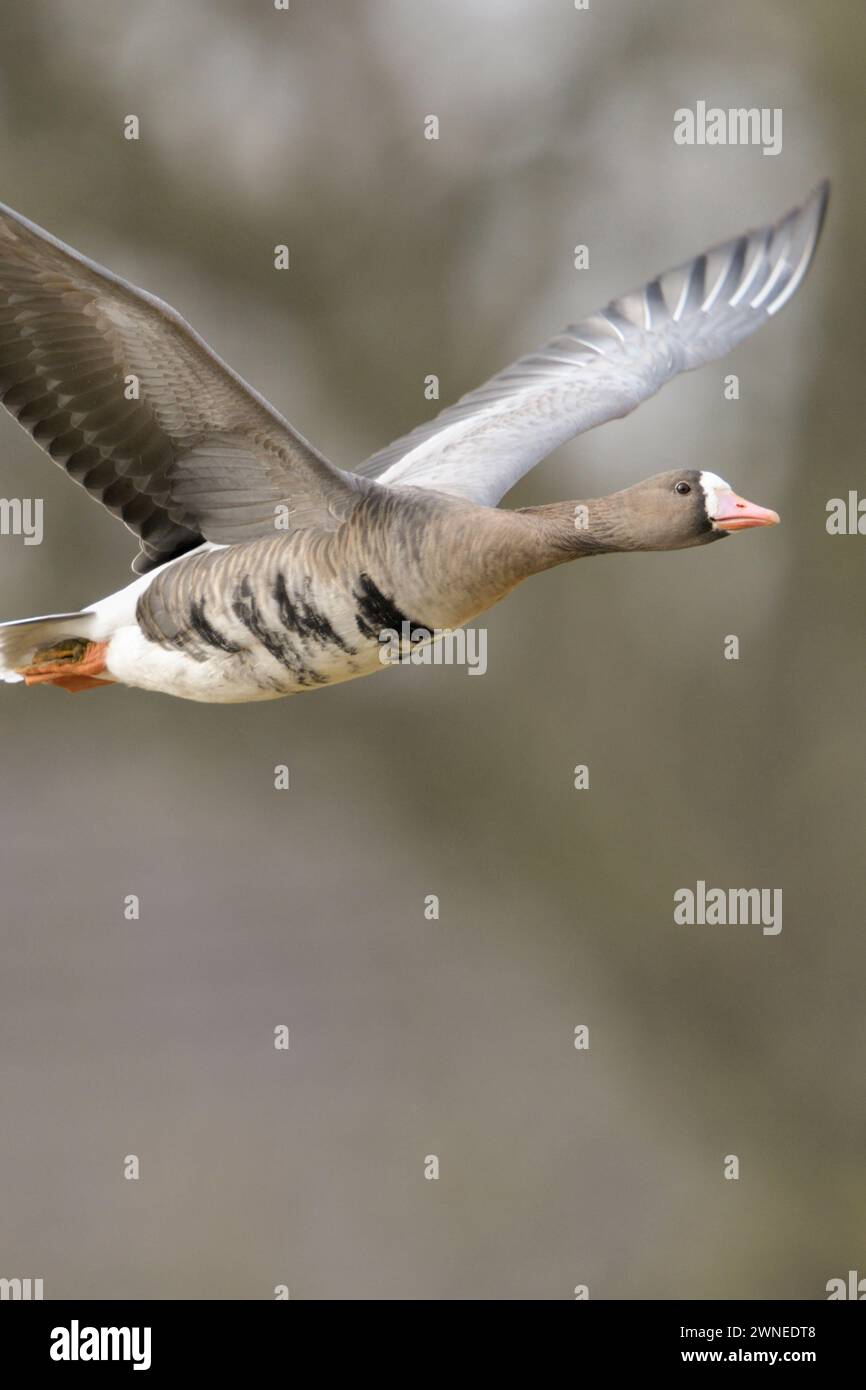White-fronted Goose ( Anser albifrons ), in flight, flying in front of ...