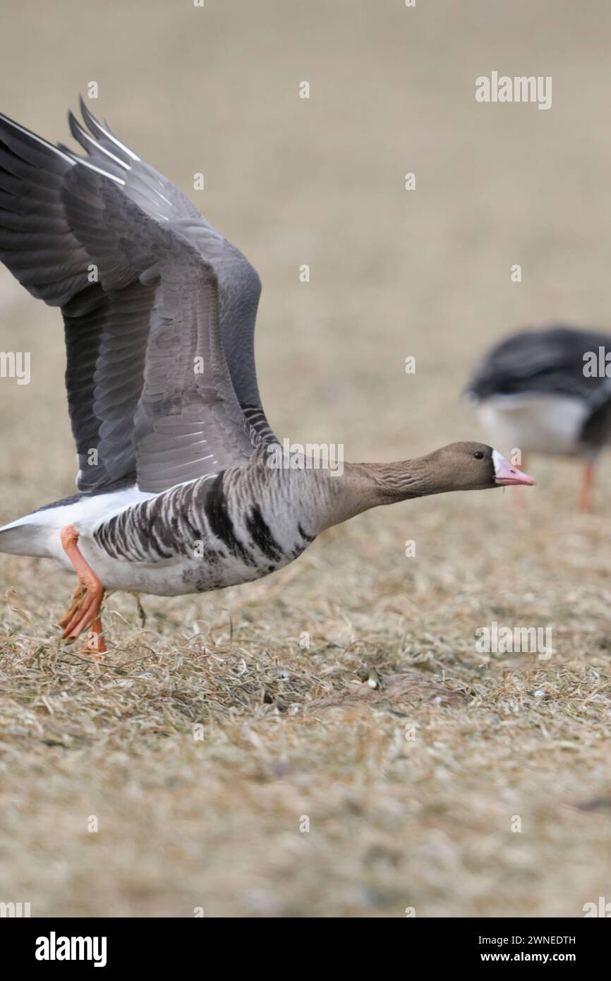 White-fronted Goose ( Anser albifrons ), taking off from a stubble ...