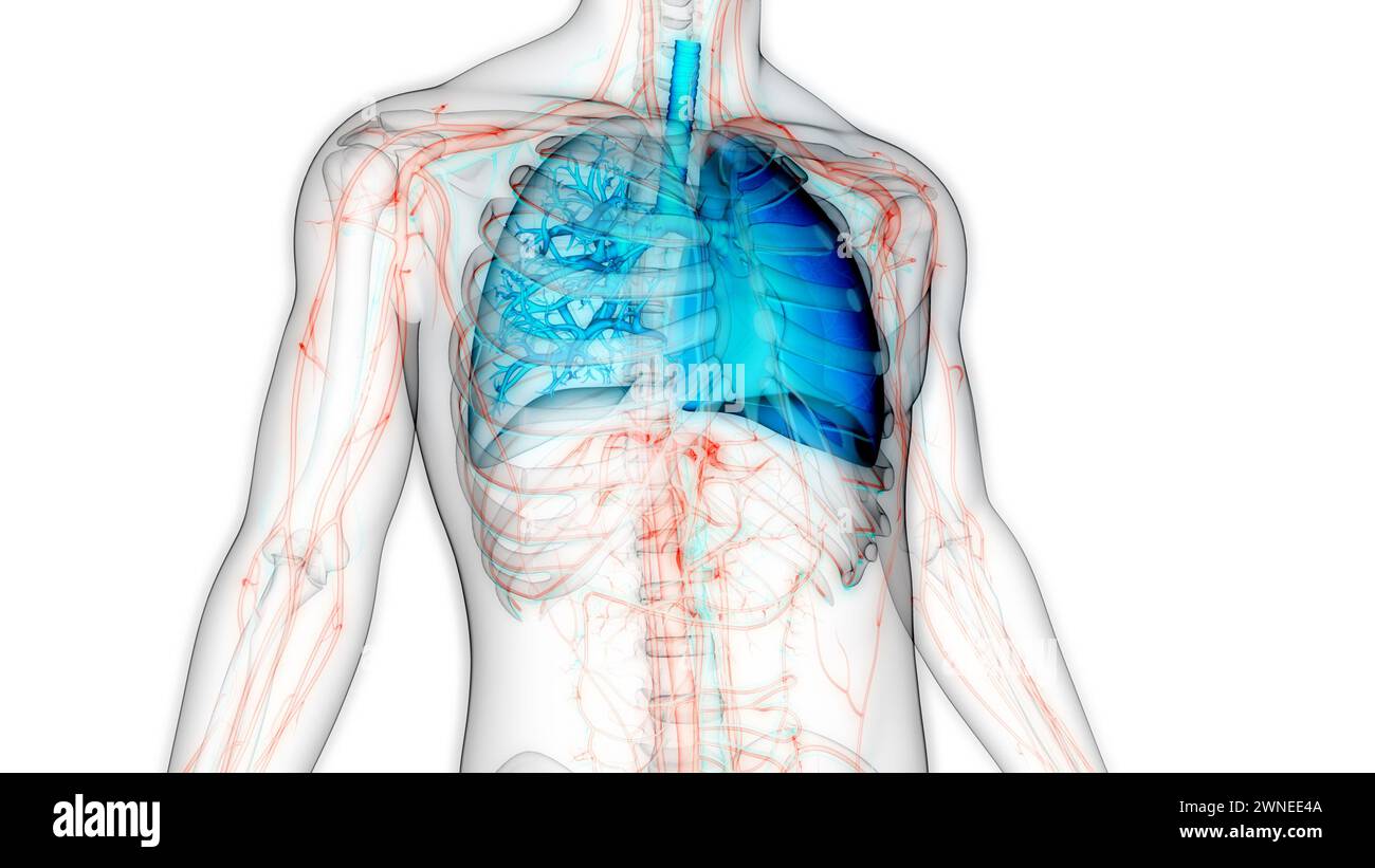 Human Respiratory System Lungs Anatomy Stock Photo - Alamy