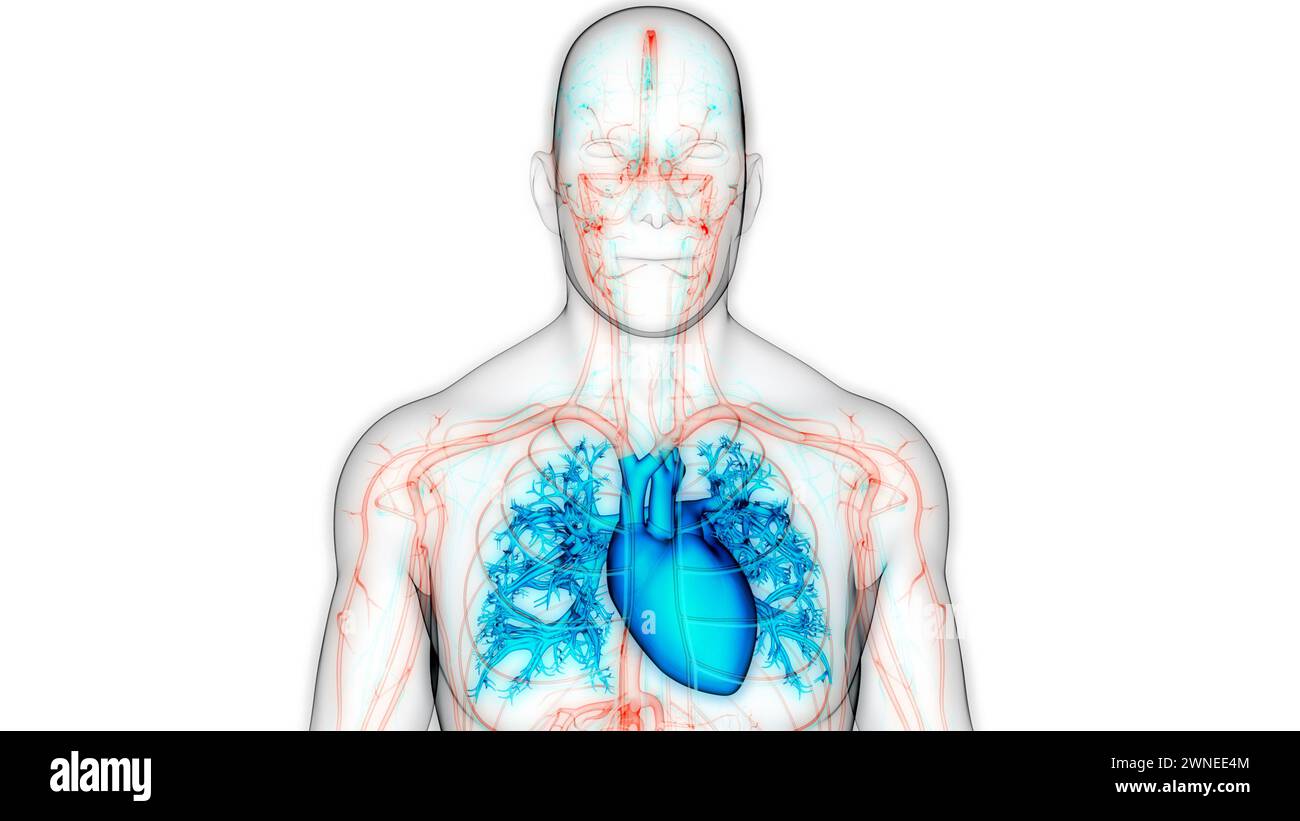 Human Circulatory System Heart Anatomy Stock Photo - Alamy