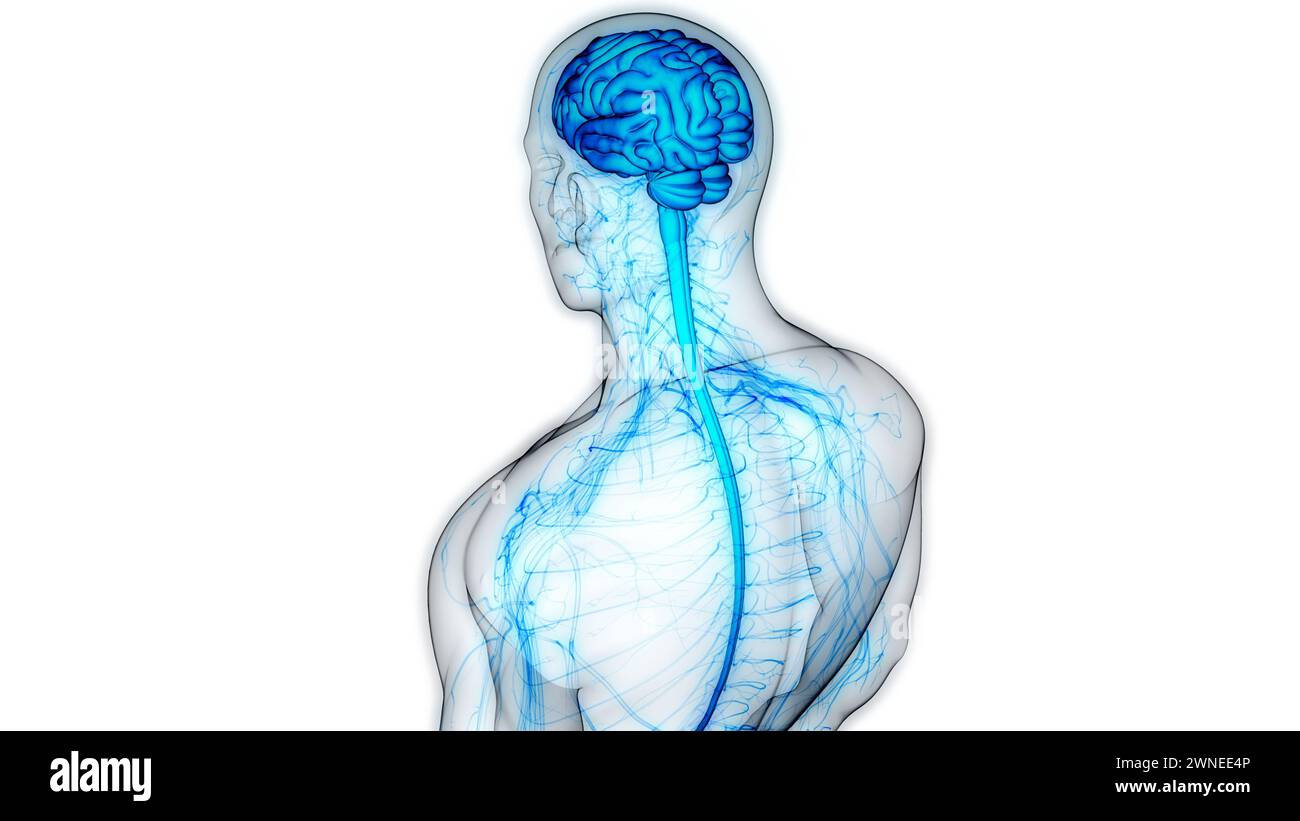 Central Organ of Human Nervous System Brain Anatomy Stock Photo - Alamy