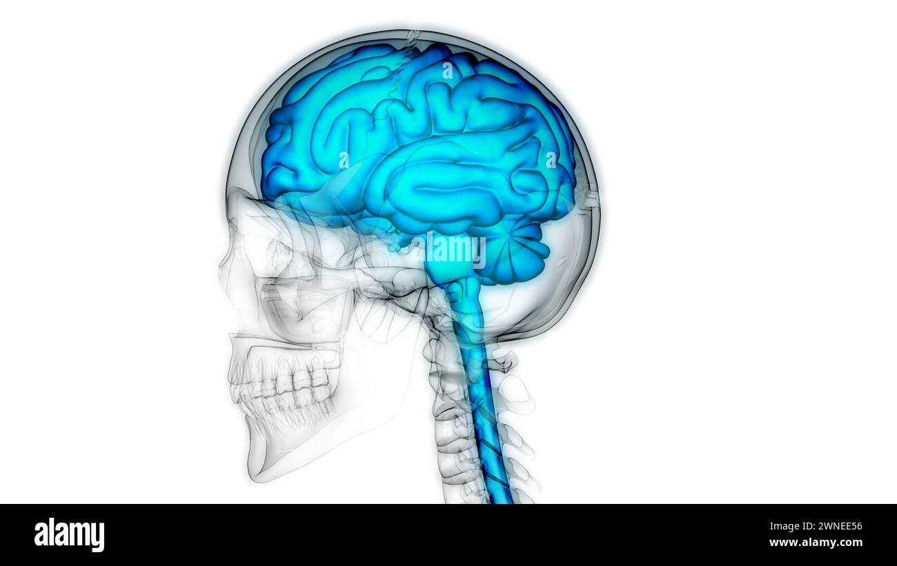 Central Organ of Human Nervous System Brain Anatomy Stock Photo - Alamy