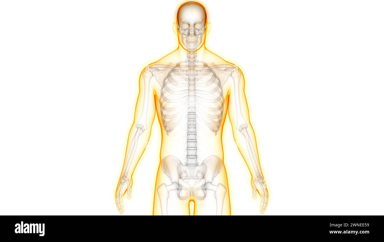 Human Skeleton System Bone Joints Anatomy Stock Photo - Alamy