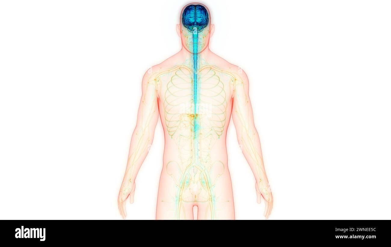 Central Organ of Human Nervous System Brain Anatomy Stock Photo - Alamy