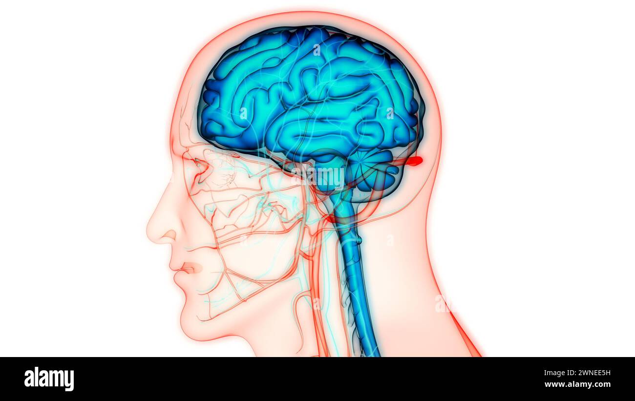 Central Organ of Human Nervous System Brain Anatomy Stock Photo - Alamy
