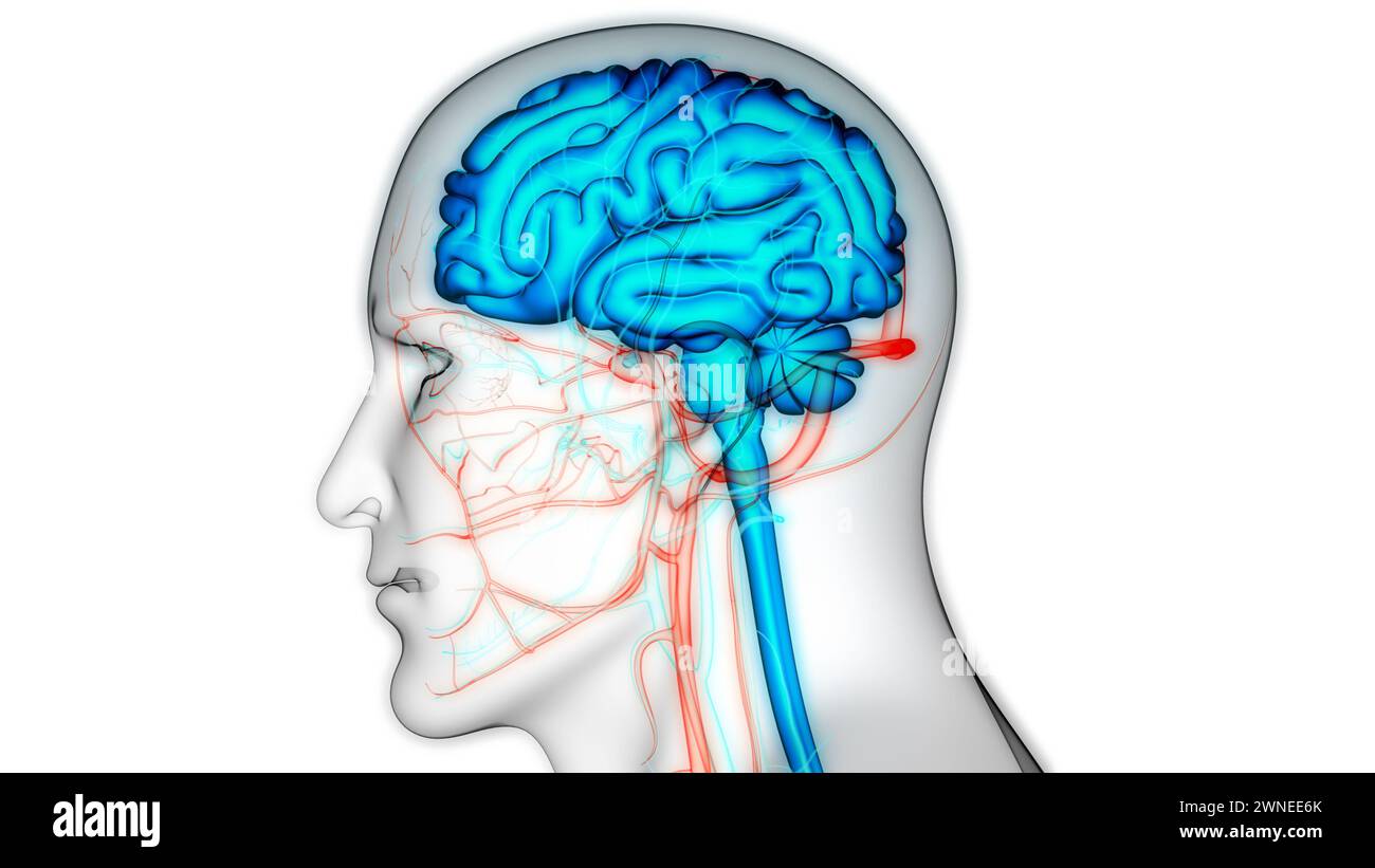 Central Organ of Human Nervous System Brain Anatomy Stock Photo - Alamy