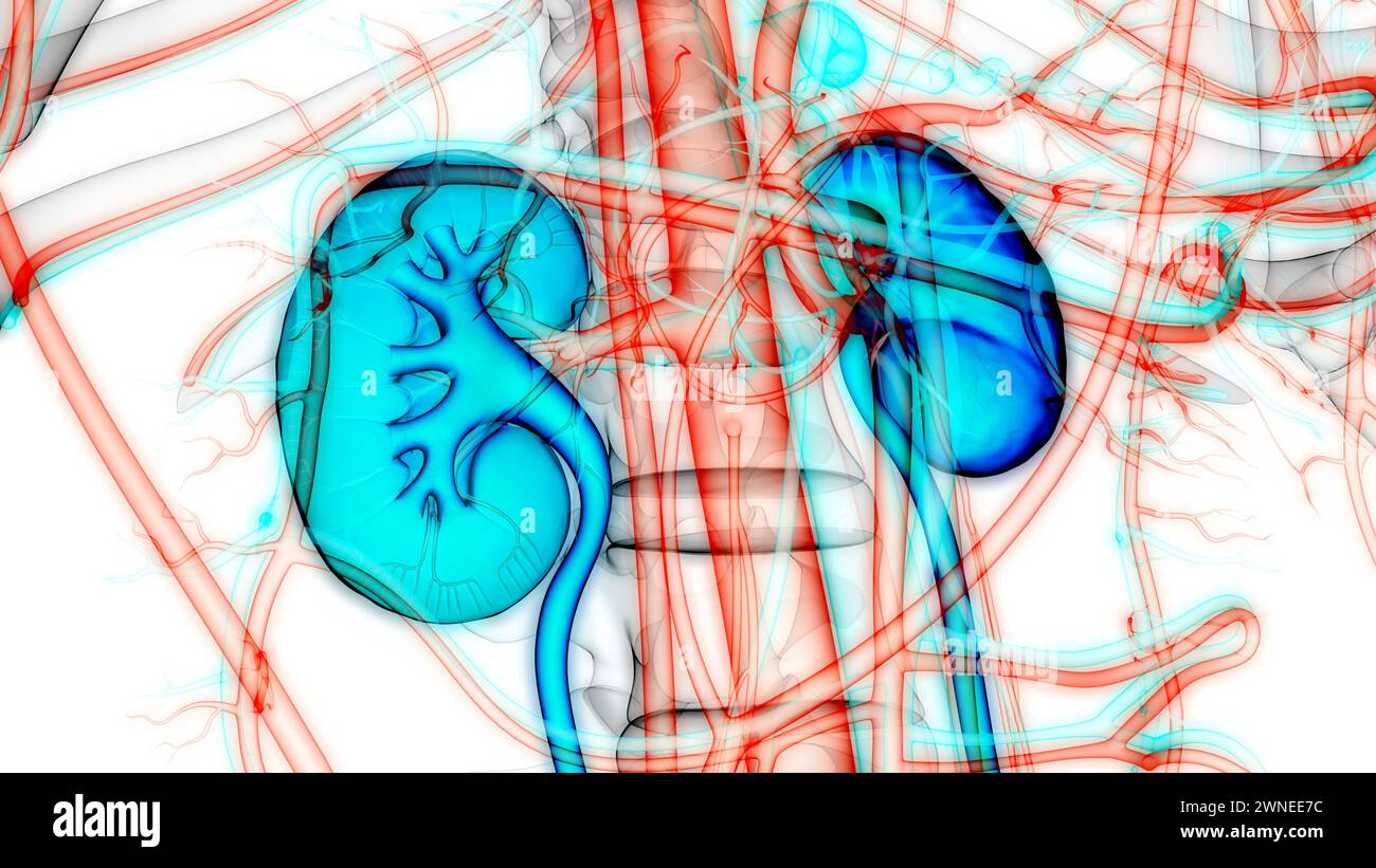 Human Urinary System Kidneys with Bladder Anatomy Stock Photo - Alamy