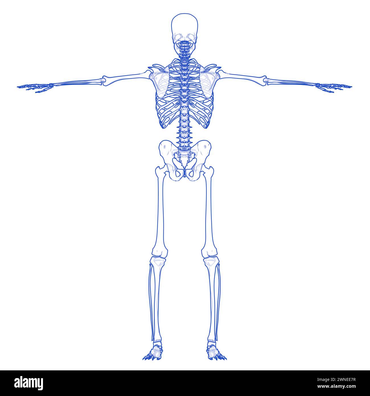 Painful human hip joints Cut Out Stock Images & Pictures - Alamy