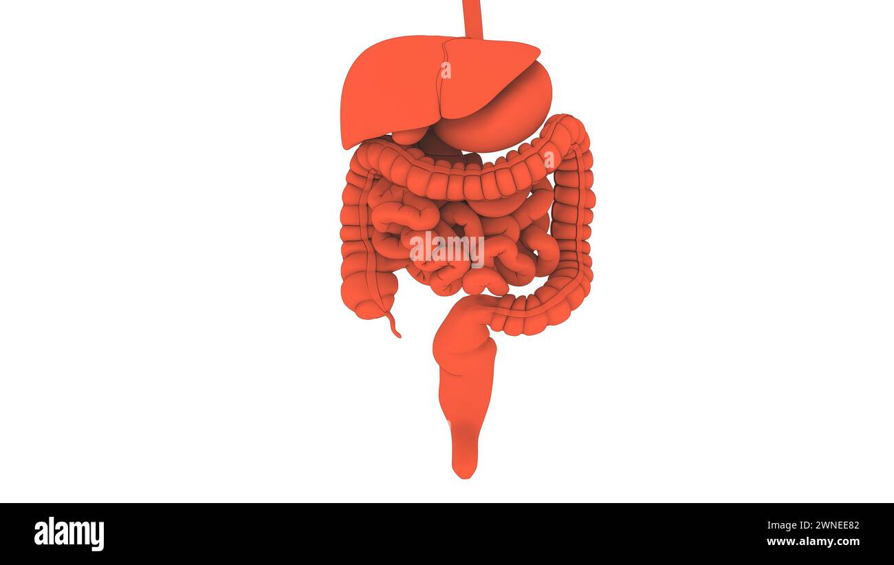 Human Digestive System Anatomy Stock Photo - Alamy