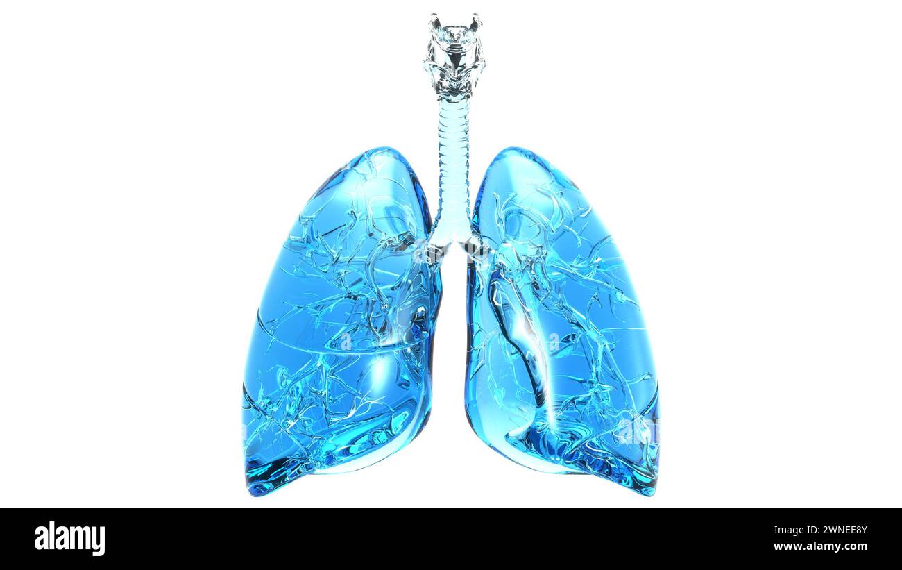 Human Respiratory System Lungs Anatomy Stock Photo - Alamy