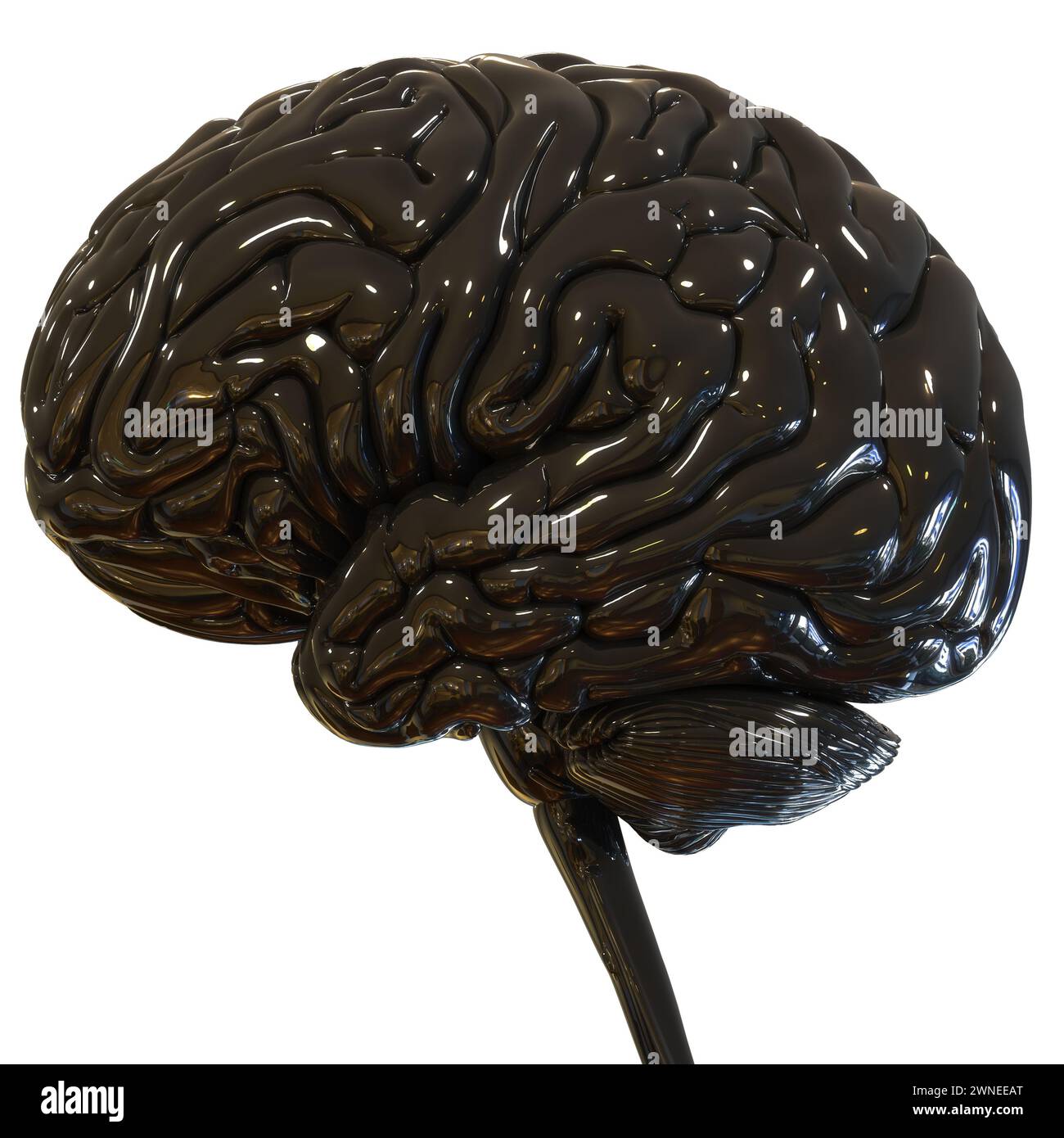 Central Organ of Human Nervous System Brain Anatomy Stock Photo - Alamy