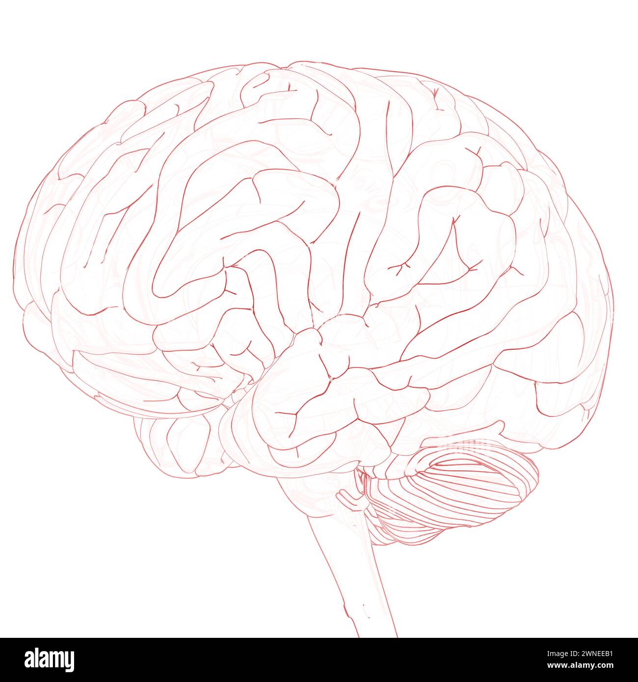 Central Organ of Human Nervous System Brain Anatomy Stock Photo - Alamy