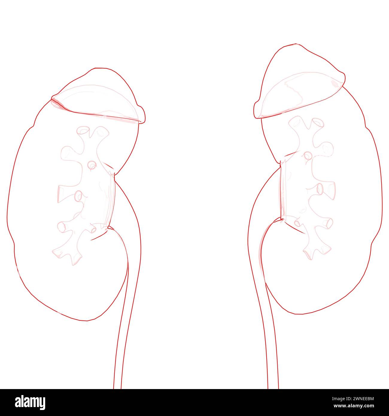 Kidney Diagram Blank Anatomy Of The Kidney