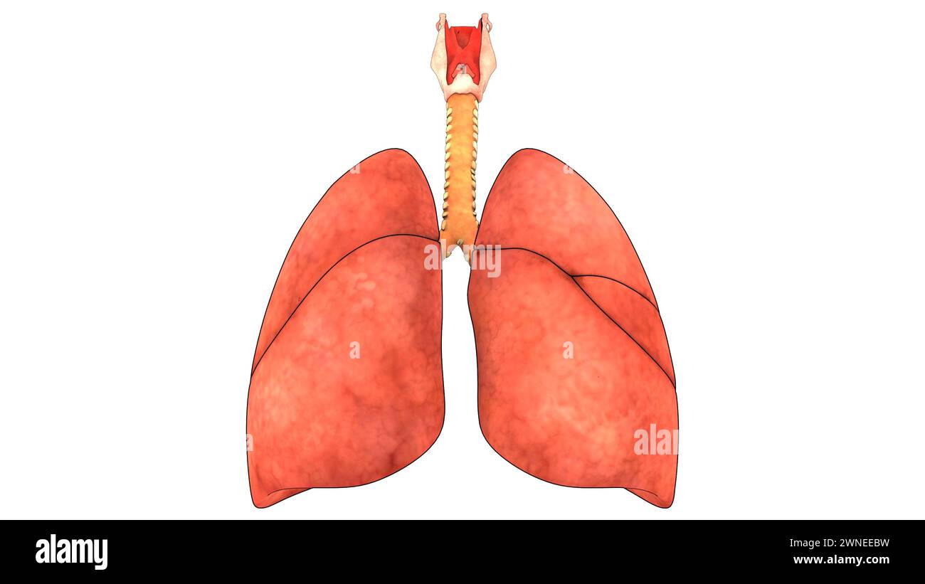 Human Respiratory System Lungs Anatomy Stock Photo - Alamy