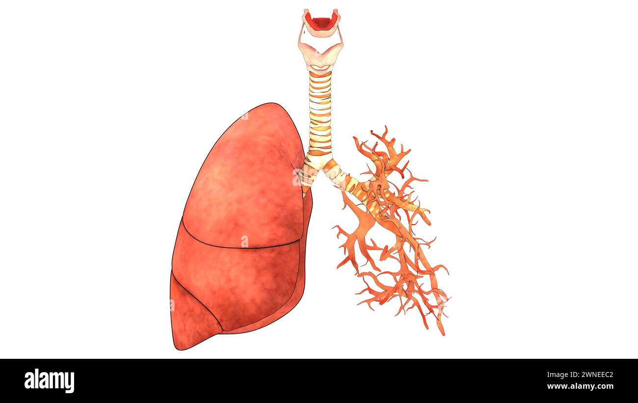 Human Respiratory System Lungs Anatomy Stock Photo - Alamy