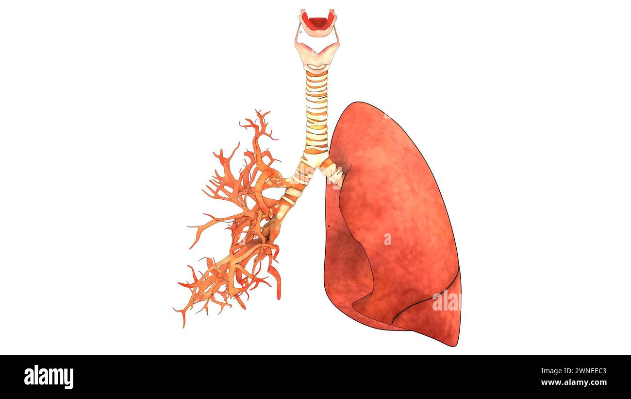 Human Respiratory System Lungs Anatomy Stock Photo - Alamy
