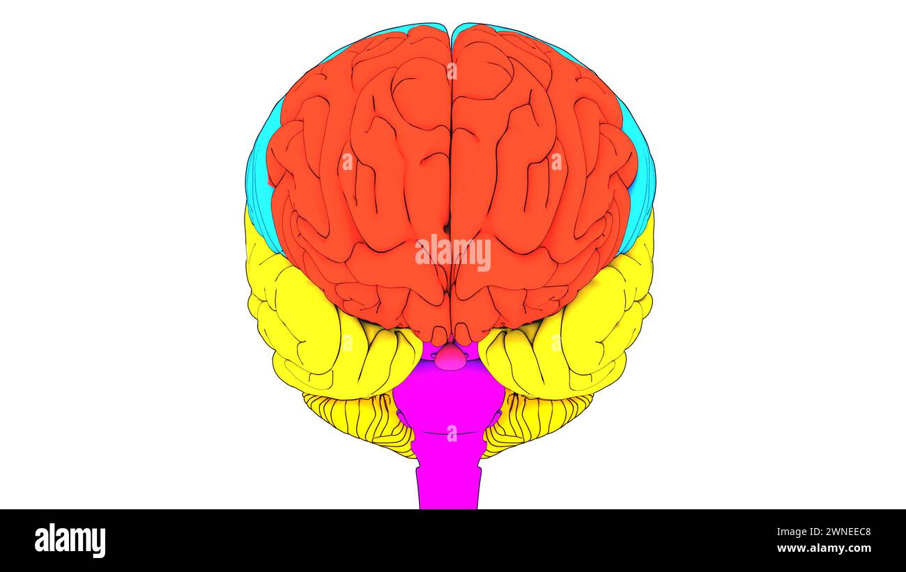 Central Organ of Human Nervous System Brain Lobes Anatomy Stock Photo ...