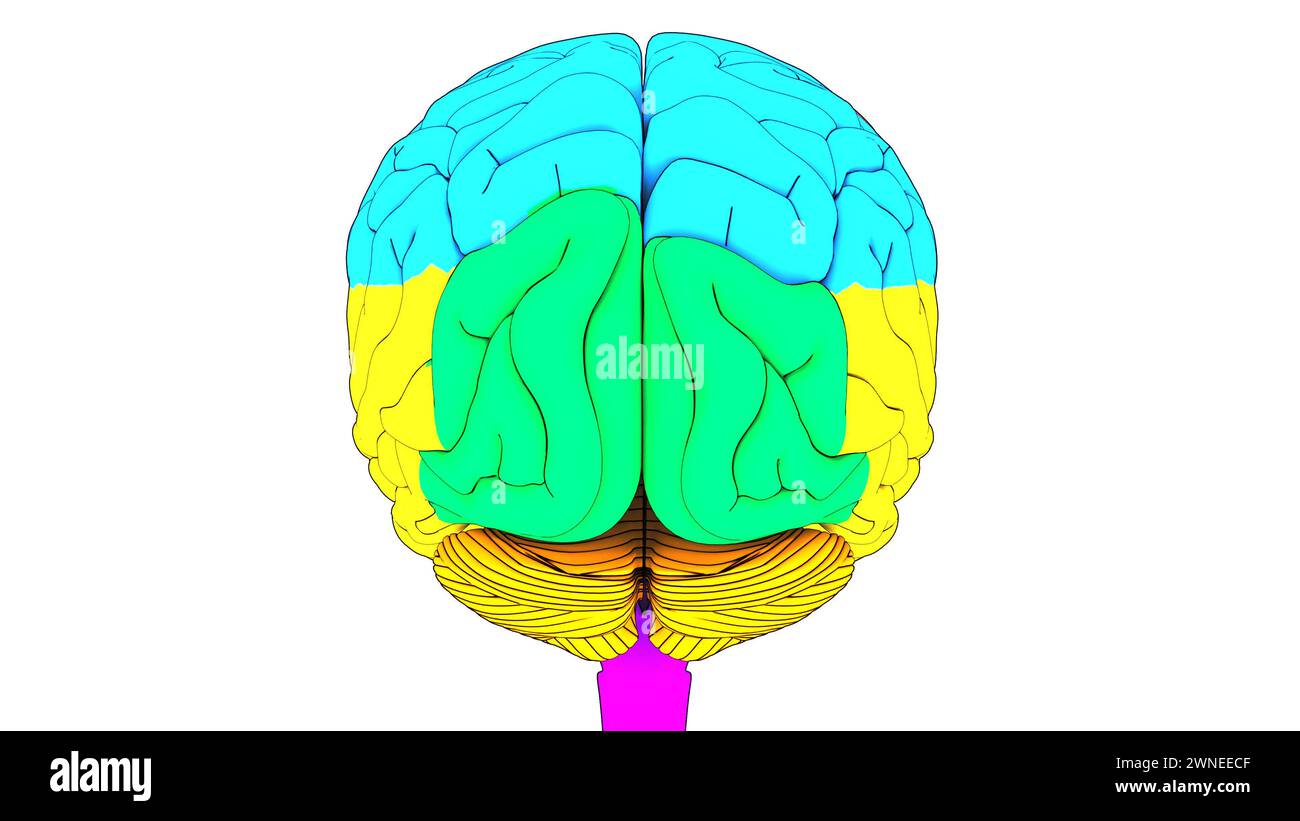 Central Organ of Human Nervous System Brain Lobes Anatomy Stock Photo ...