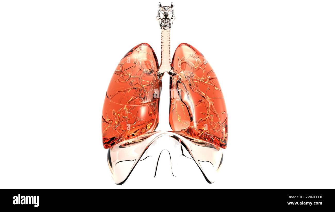 Human Respiratory System Lungs with Diaphragm Anatomy Stock Photo - Alamy