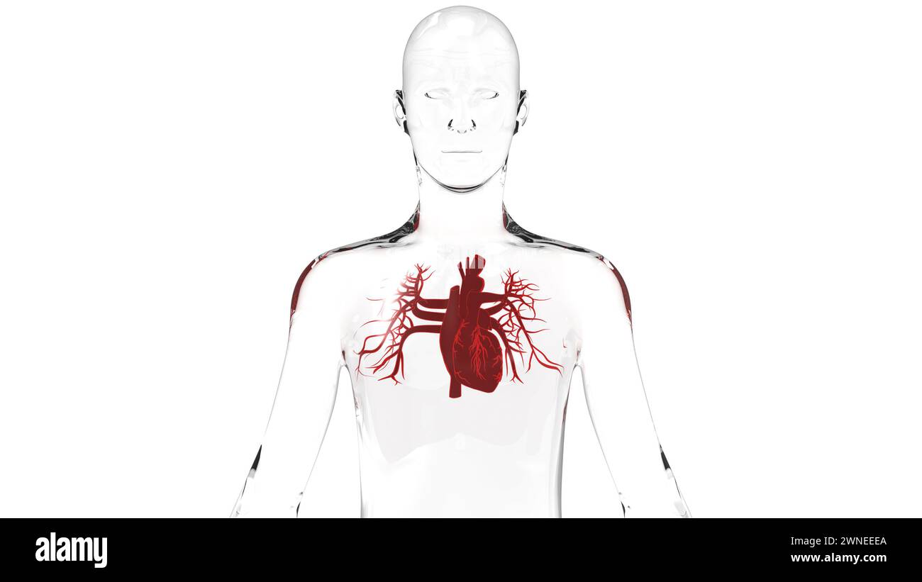 Circulatory system lungs Cut Out Stock Images & Pictures - Alamy