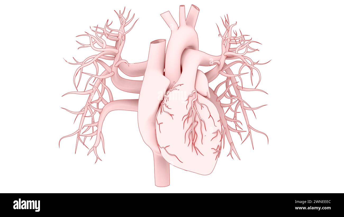 Human Circulatory System Heart Anatomy Stock Photo - Alamy