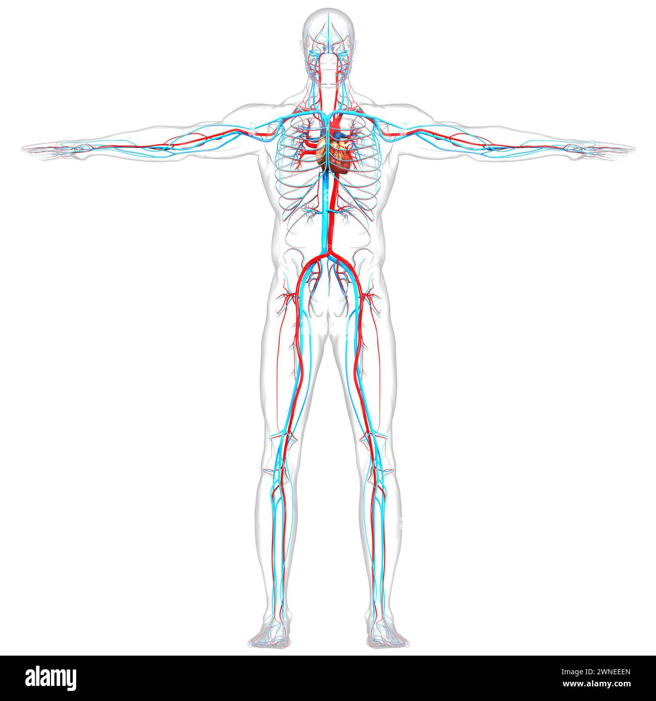Human Circulatory System Heart Anatomy Stock Photo - Alamy Human Circulatory System Heart Anatomy Stock Photo - Alamy