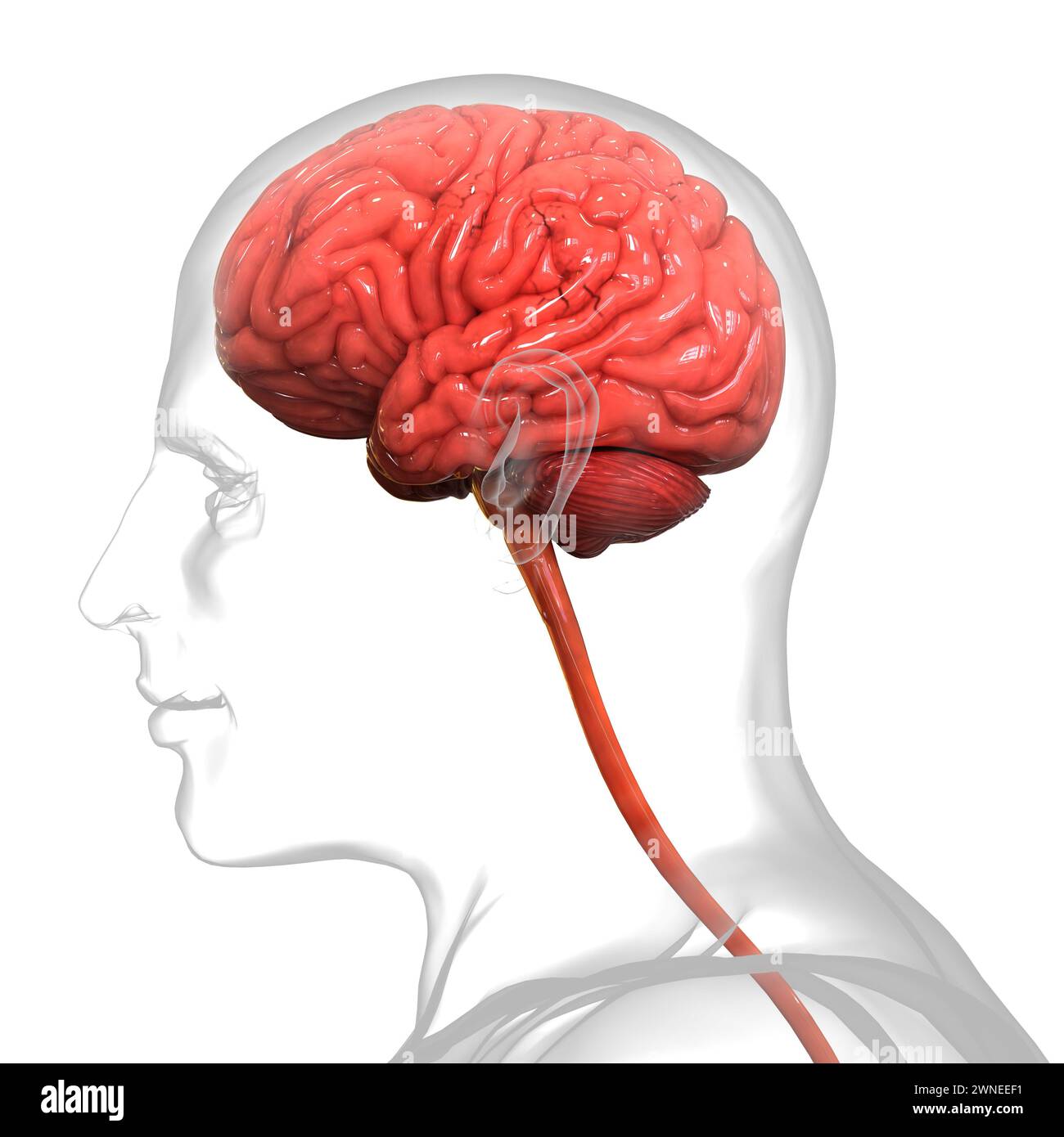 Central Organ of Human Nervous System Brain Anatomy Stock Photo - Alamy
