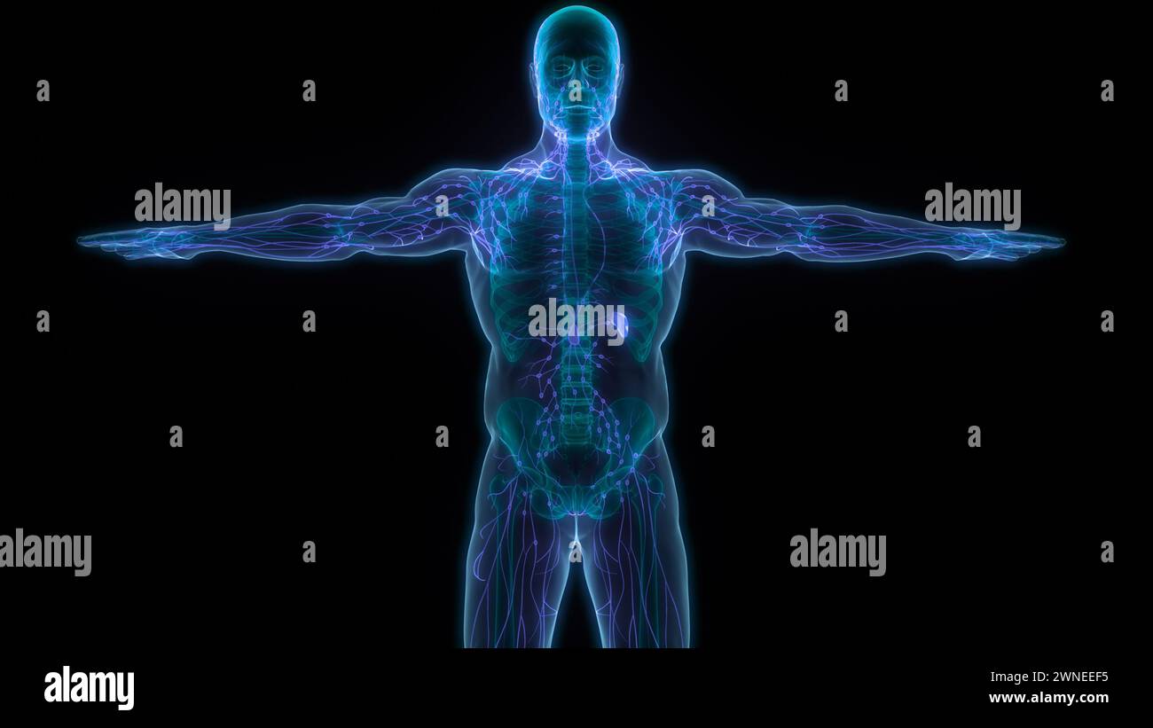 Human Internal System Lymph Nodes Anatomy Stock Photo - Alamy Human Internal System Lymph Nodes Anatomy Stock Photo - Alamy