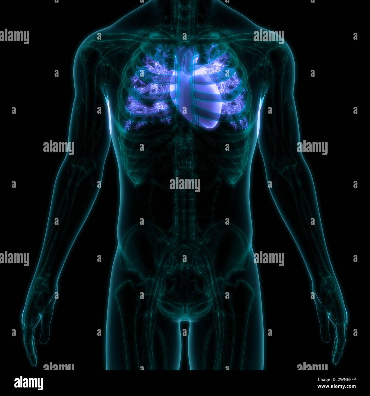 Human Circulatory System Heart Anatomy Stock Photo - Alamy