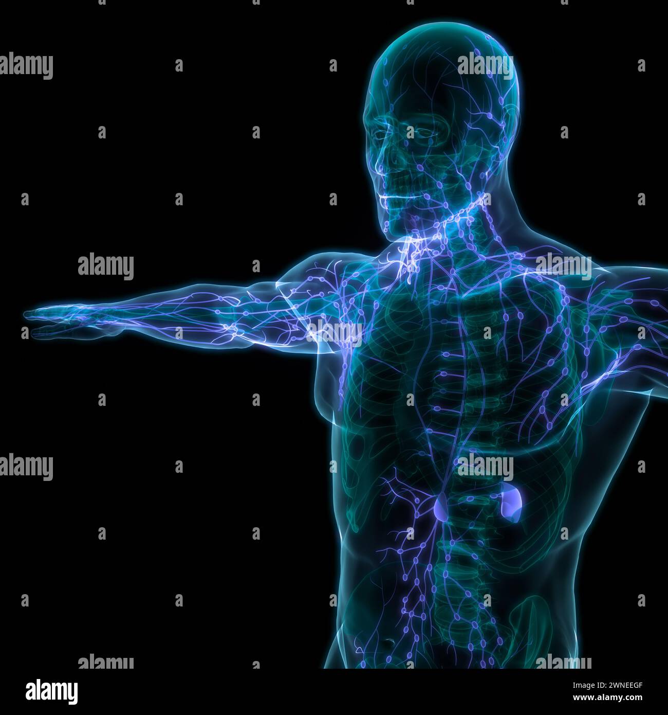 Human Internal System Lymph Nodes Anatomy Stock Photo - Alamy Human Internal System Lymph Nodes Anatomy Stock Photo - Alamy