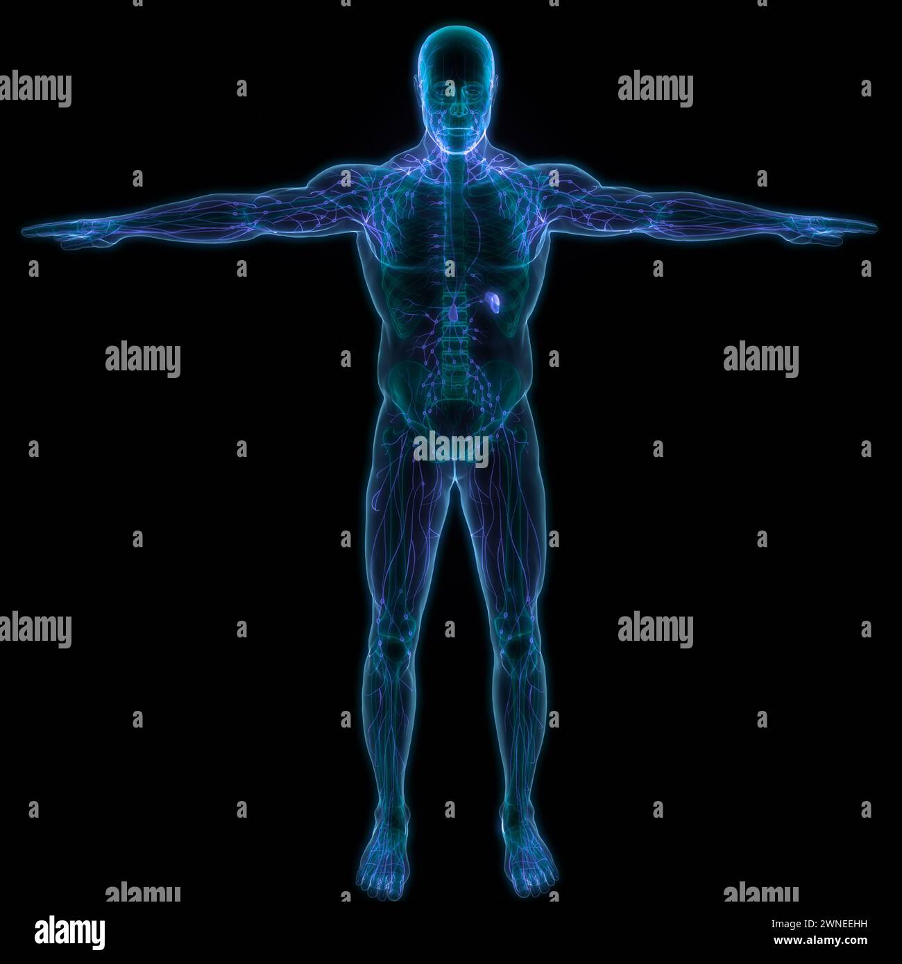 Human Internal System Lymph Nodes Anatomy Stock Photo - Alamy Human Internal System Lymph Nodes Anatomy Stock Photo - Alamy