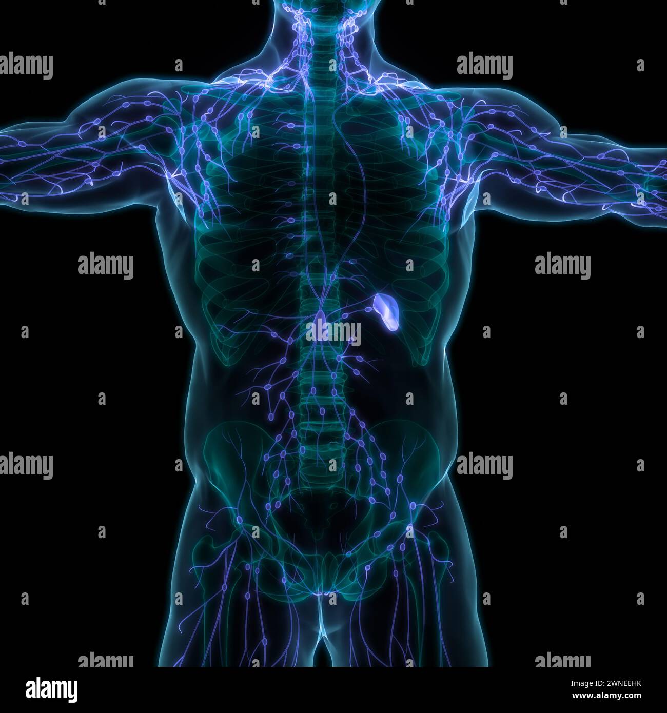 Human Internal System Lymph Nodes Anatomy Stock Photo - Alamy Human Internal System Lymph Nodes Anatomy Stock Photo - Alamy