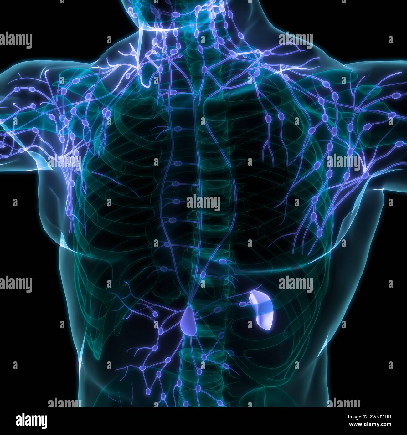 Human Internal System Lymph Nodes Anatomy Stock Photo - Alamy Human Internal System Lymph Nodes Anatomy Stock Photo - Alamy