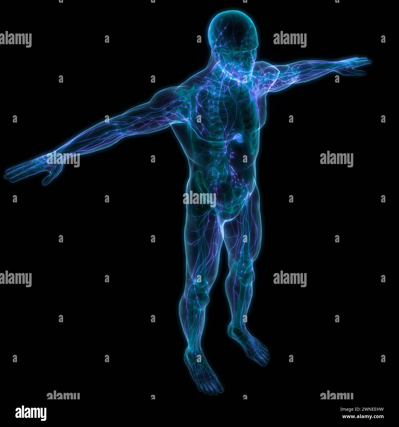 Human Internal System Lymph Nodes Anatomy Stock Photo - Alamy Human Internal System Lymph Nodes Anatomy Stock Photo - Alamy