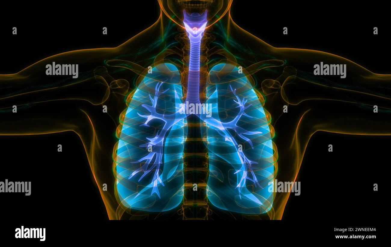 Human Respiratory System Lungs Anatomy Stock Photo - Alamy