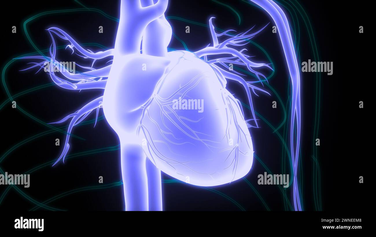 Human Circulatory System Heart Anatomy Stock Photo - Alamy