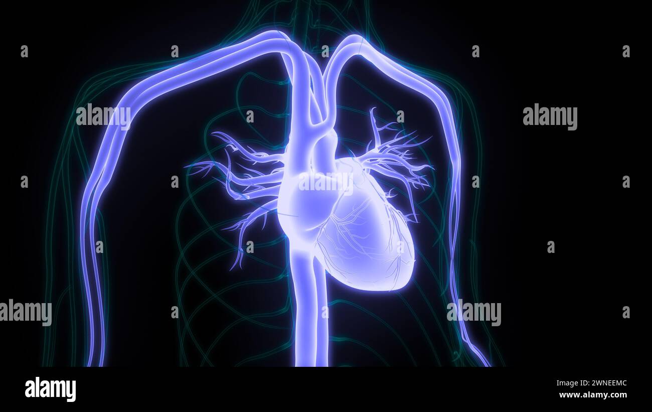 Human Circulatory System Heart Anatomy Stock Photo - Alamy