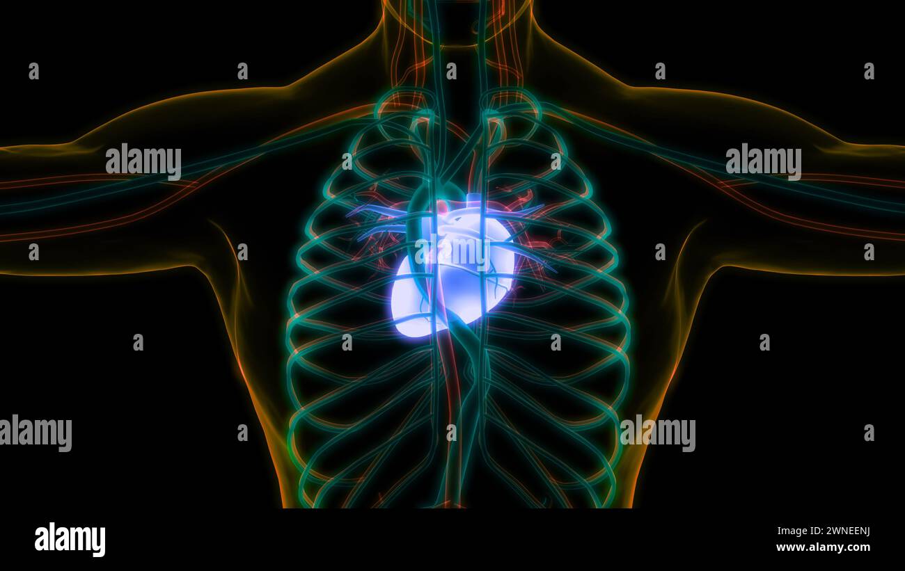 Human Circulatory System Heart Anatomy Stock Photo - Alamy