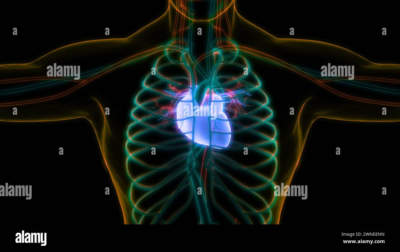 Human Circulatory System Heart Anatomy Stock Photo - Alamy