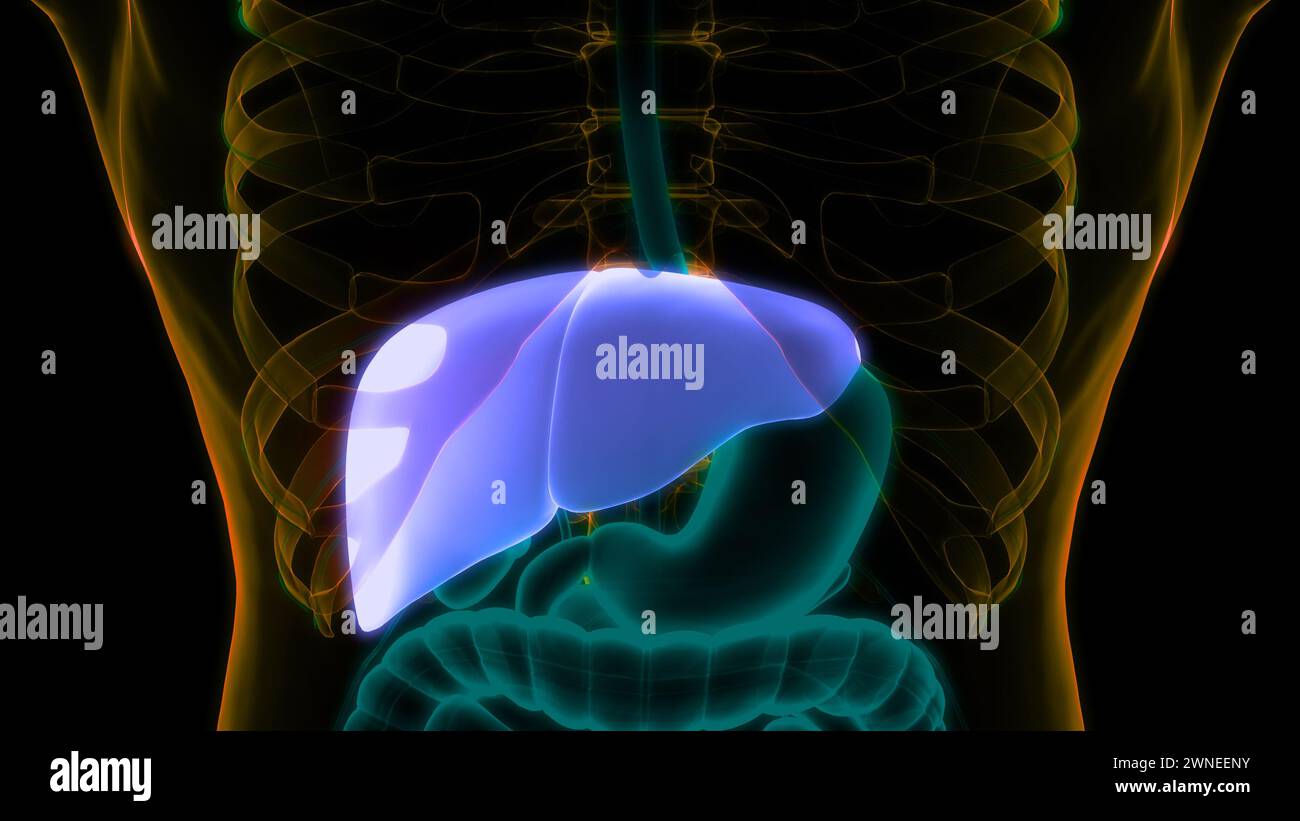 Human Internal Digestive Organ Liver Anatomy Stock Photo - Alamy