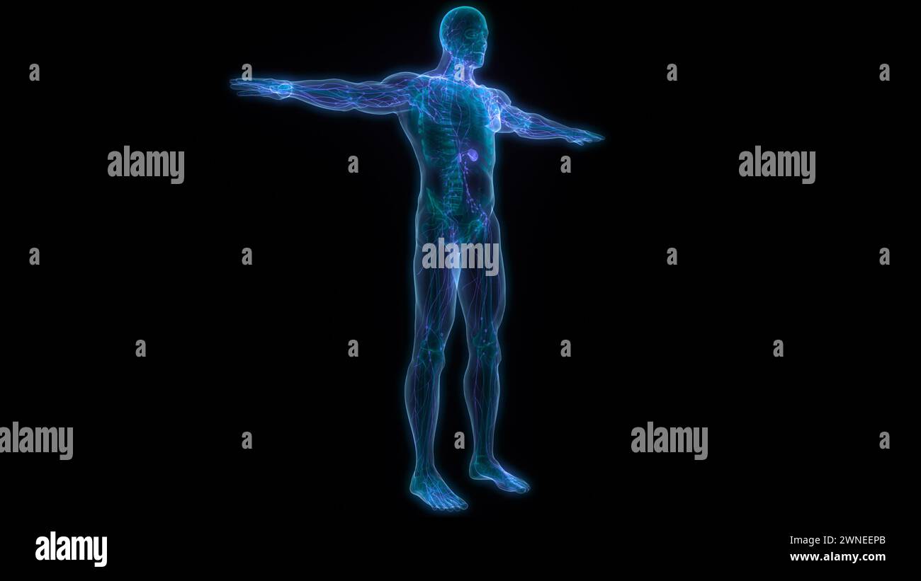 Human Internal System Lymph Nodes Anatomy Stock Photo - Alamy