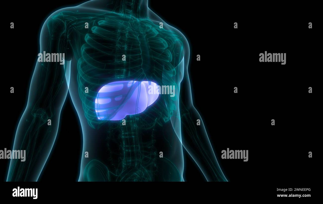 Human Internal Digestive Organ Liver Anatomy Stock Photo - Alamy